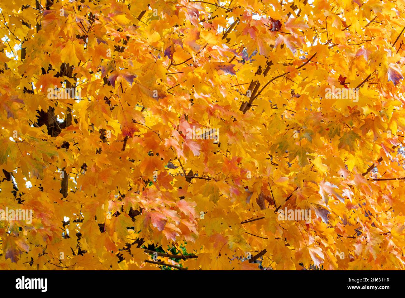 Yellow acer saccharun leaves hi-res stock photography and images - Alamy