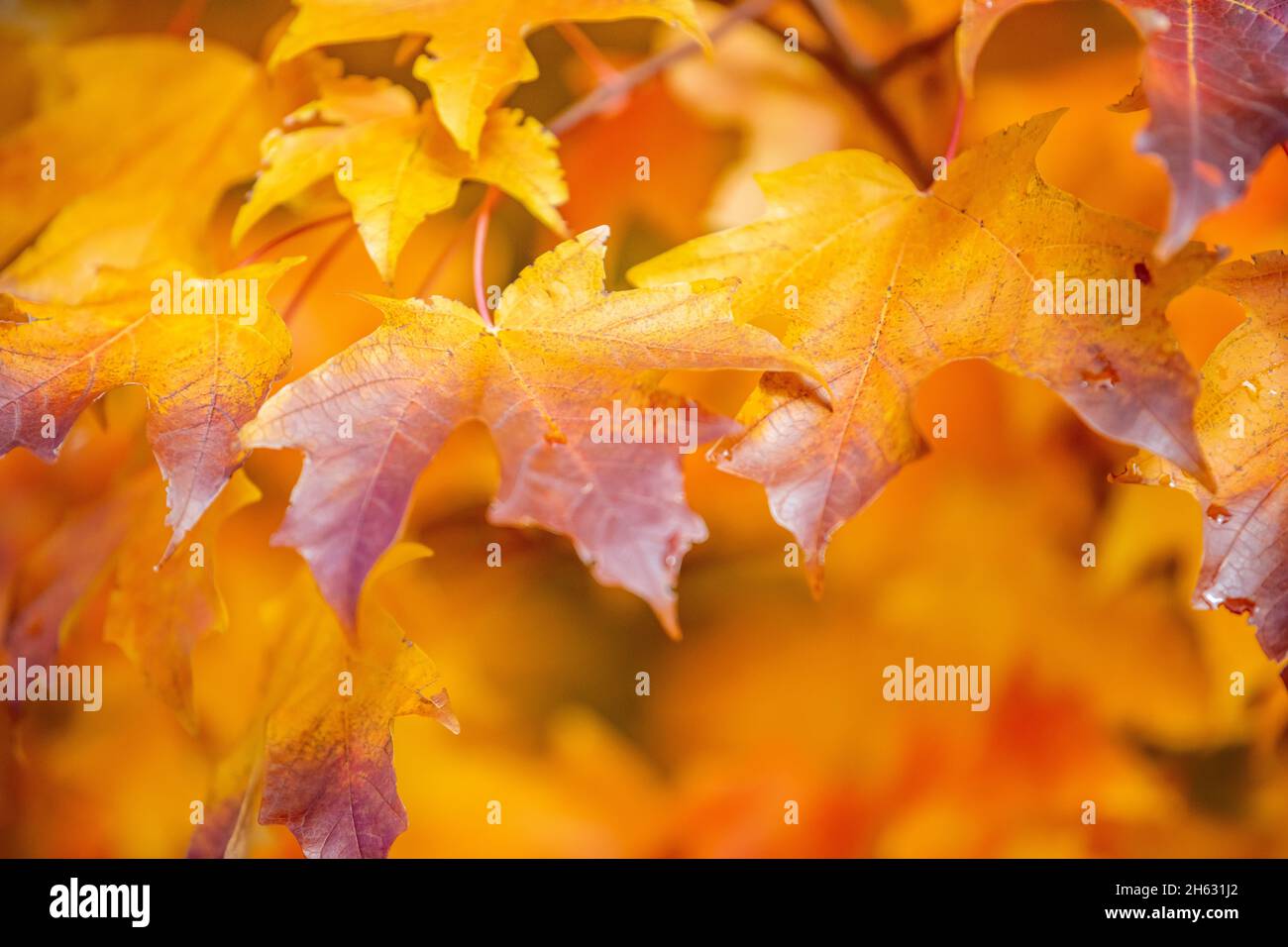Fall Leaves on sugar maple tree - Acer Saccharun leaf reaches its ...