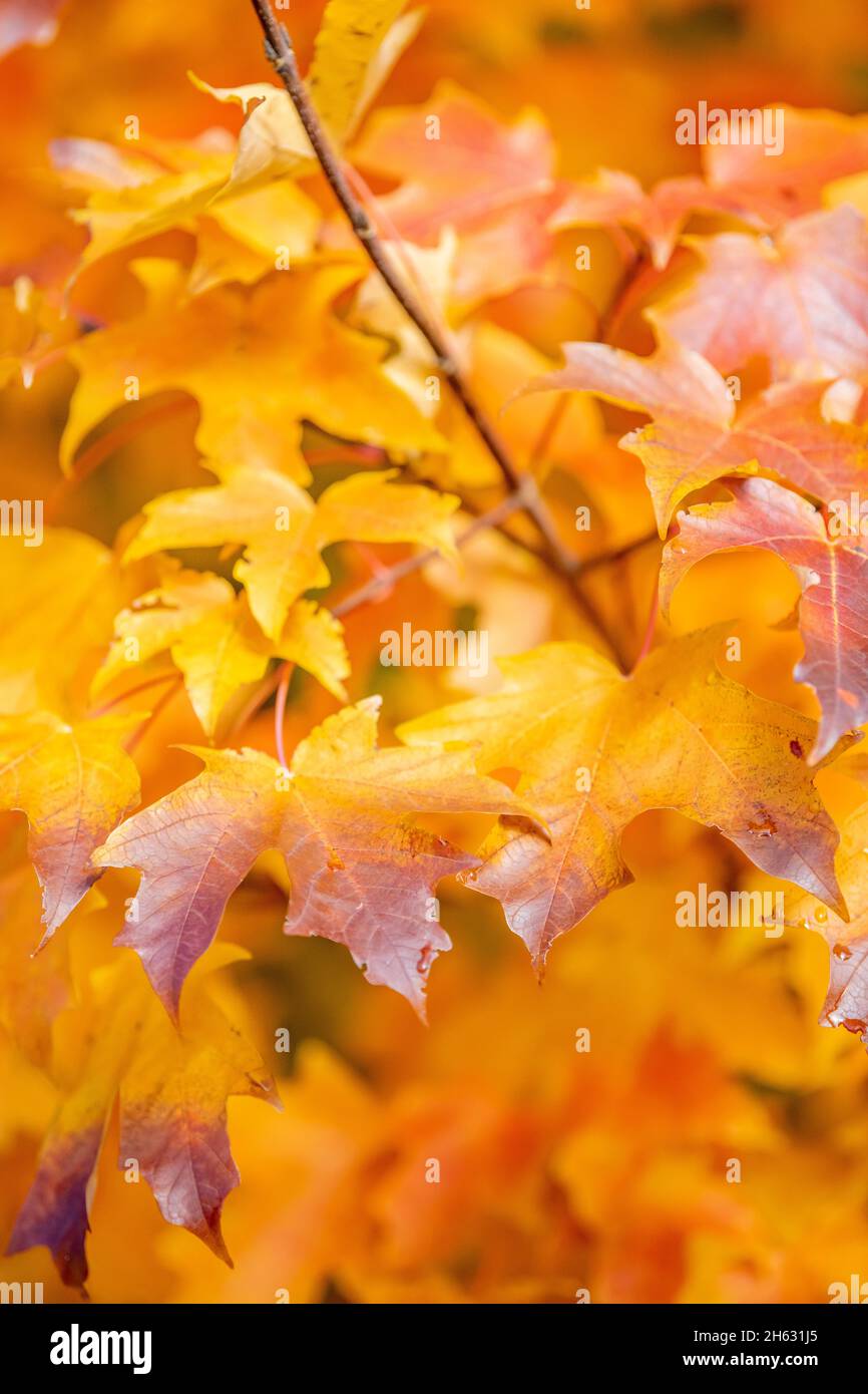 Fall Leaves on sugar maple tree - Acer Saccharun leaf reaches its ...