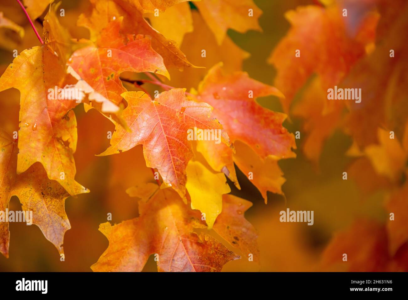 Fall Leaves on sugar maple tree - Acer Saccharun leaf reaches its ...