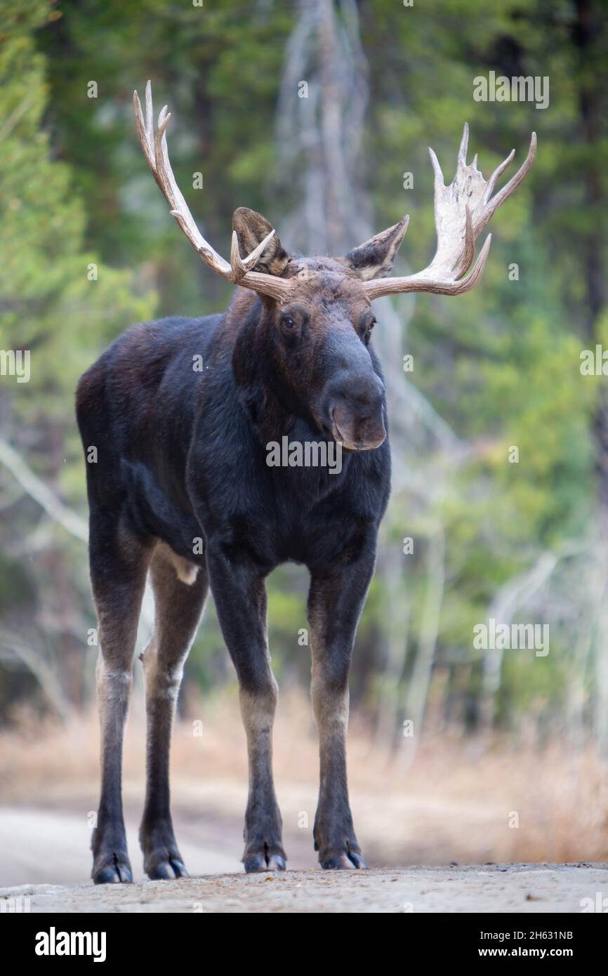 A large bull moose standing a dirt road. Grand Teton National Park ...