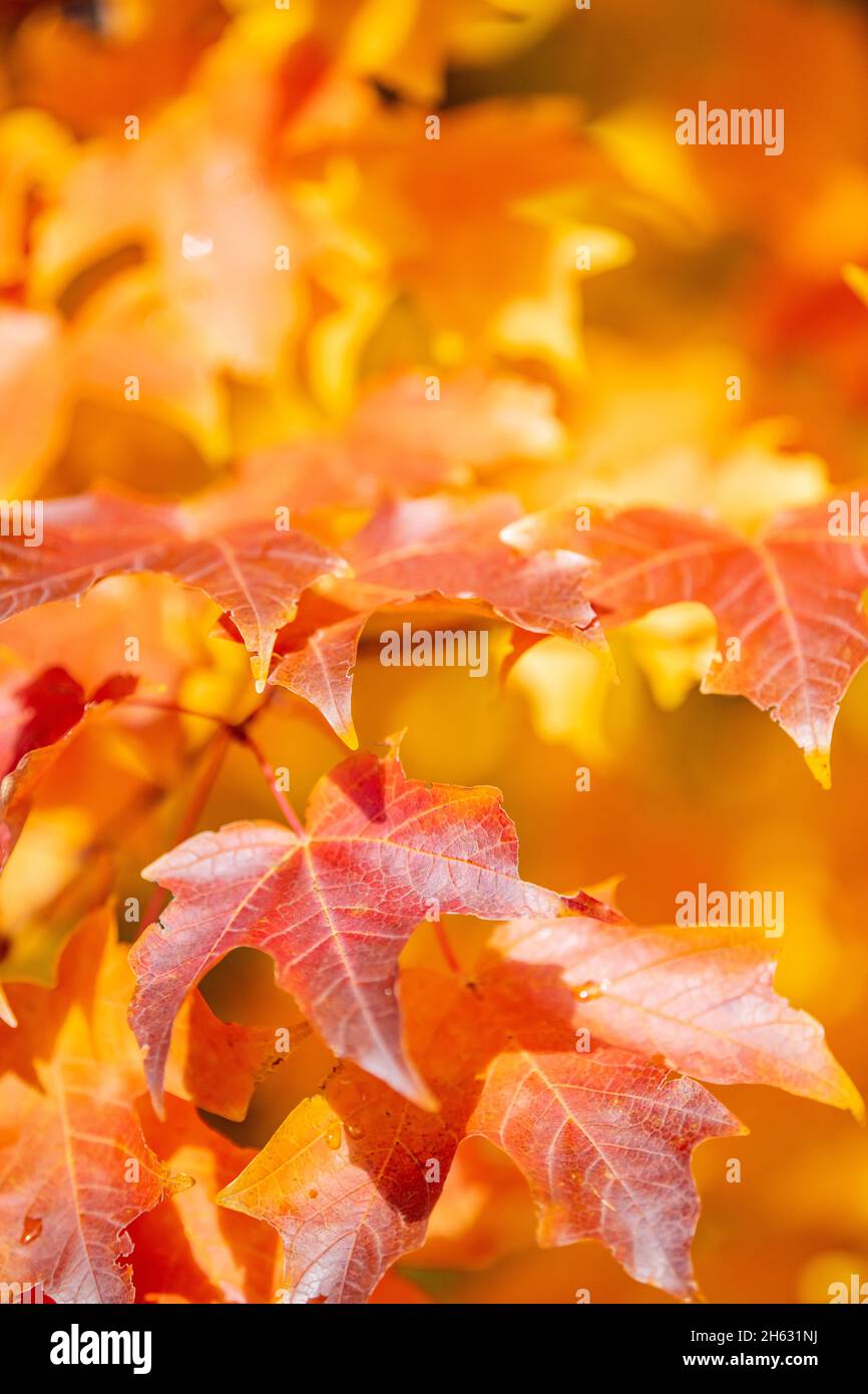 Fall Leaves on sugar maple tree - Acer Saccharun leaf reaches its ...