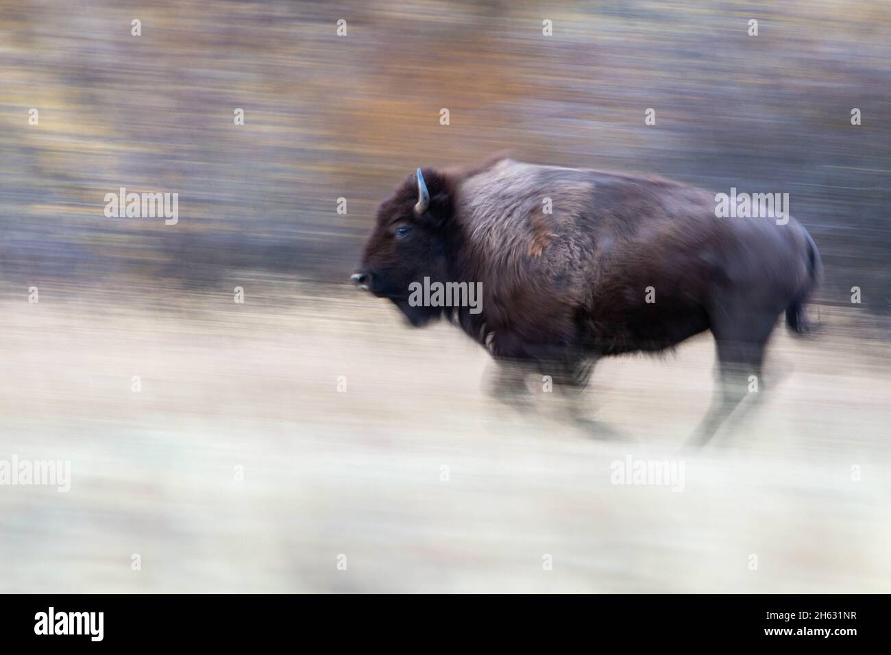 A cow bison blurred from running through grasses. Grand Teton National ...