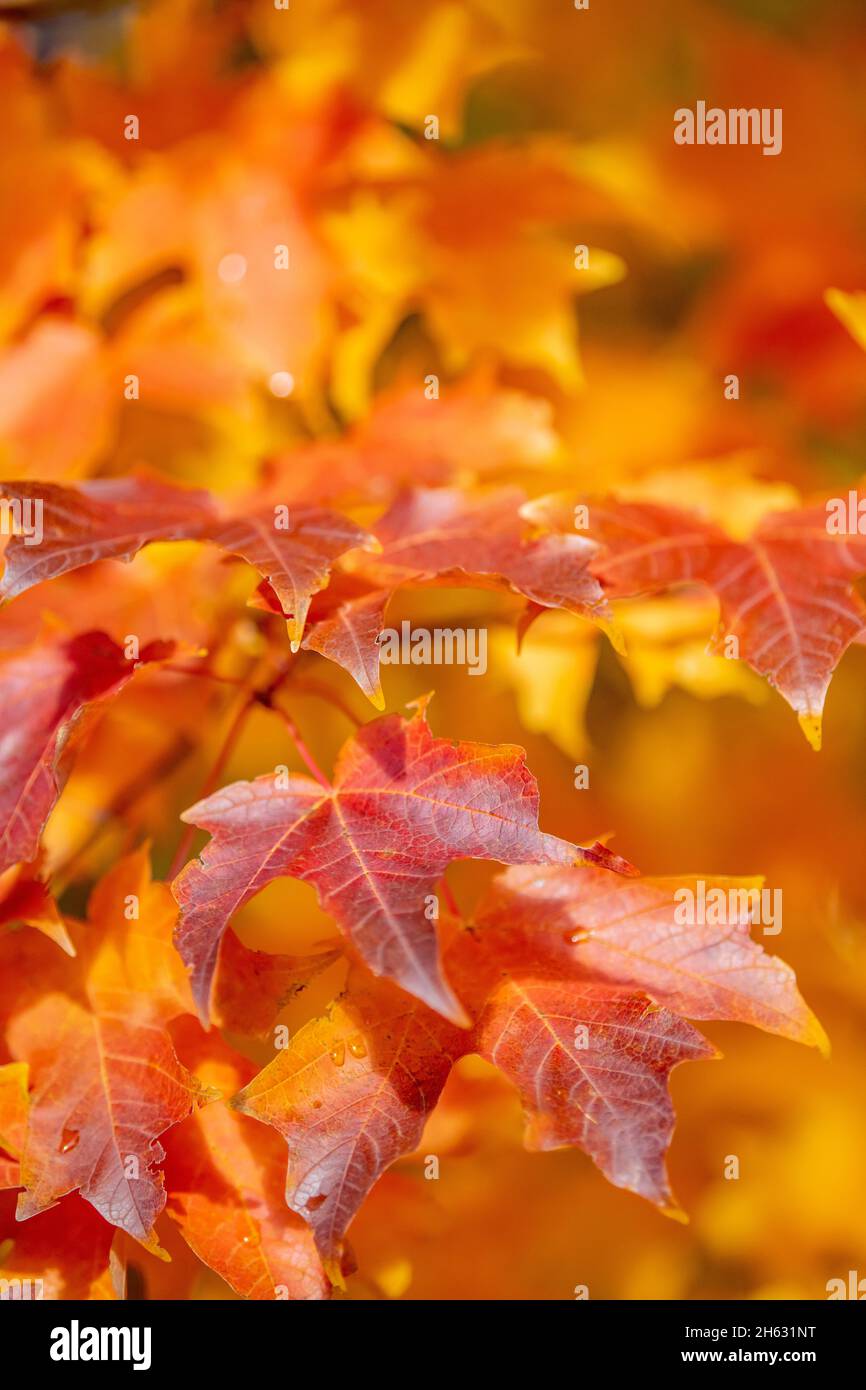 Fall Leaves on sugar maple tree - Acer Saccharun leaf reaches its ...