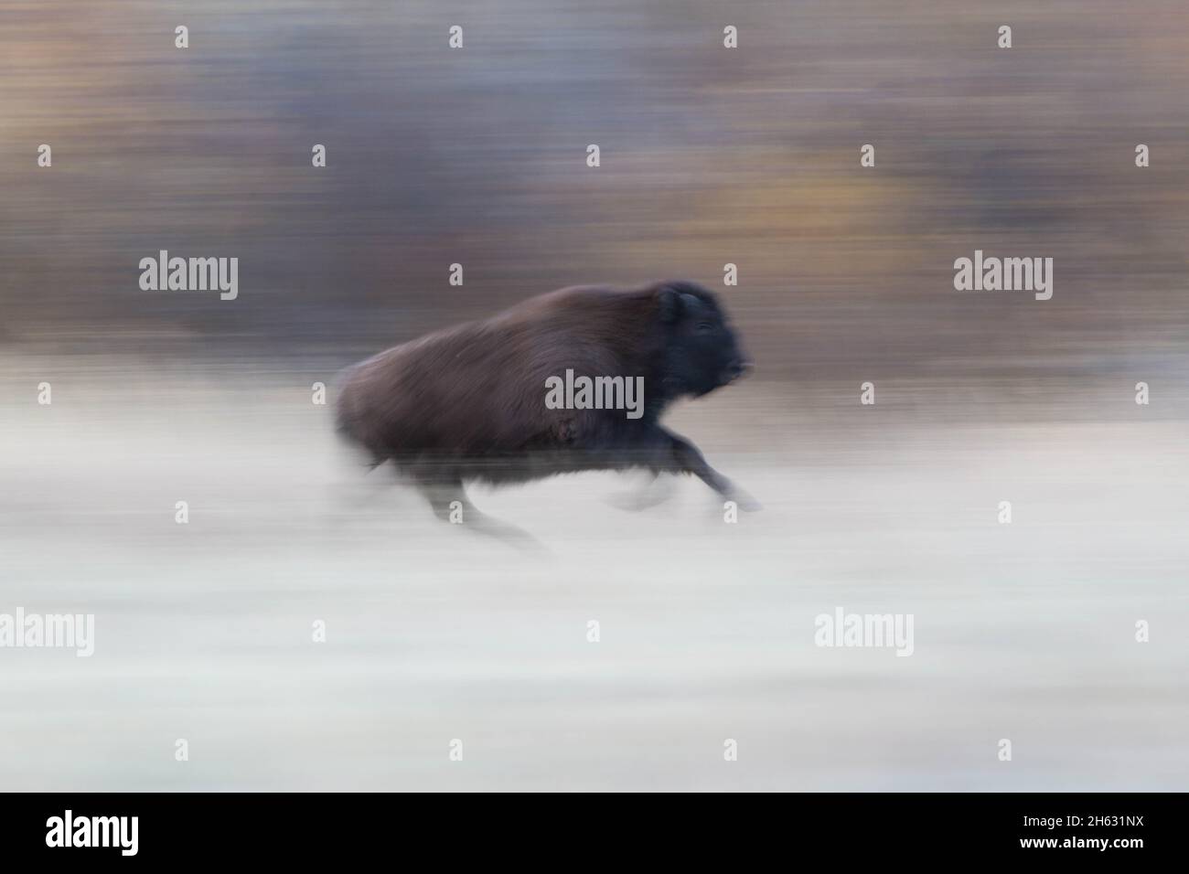 A bison calf blurred from the motion of running so fast through grasses ...