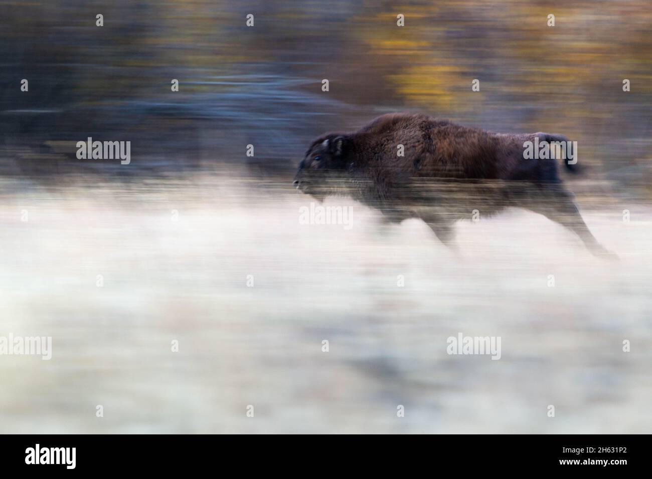 A bison calf running through grasses. Grand Teton National Park ...