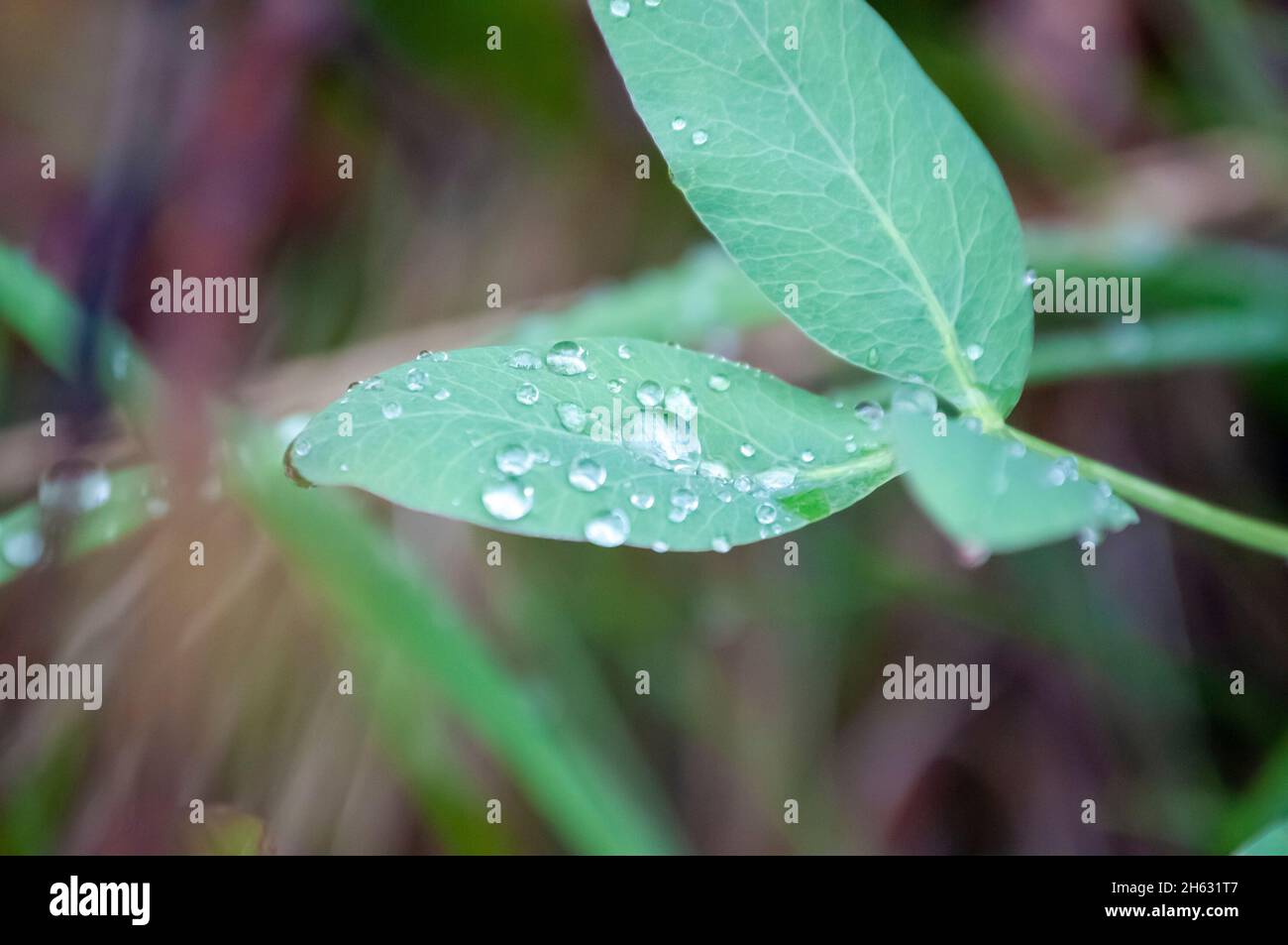 drops of water on a leave Stock Photo - Alamy
