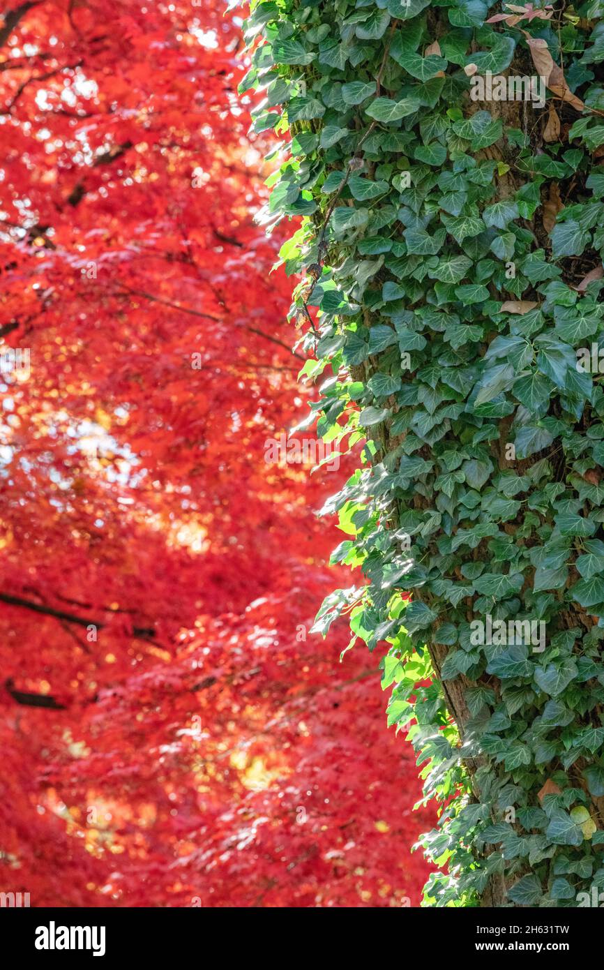 Fall Leaves on maple trees and bushes reach their autumn peak near ...