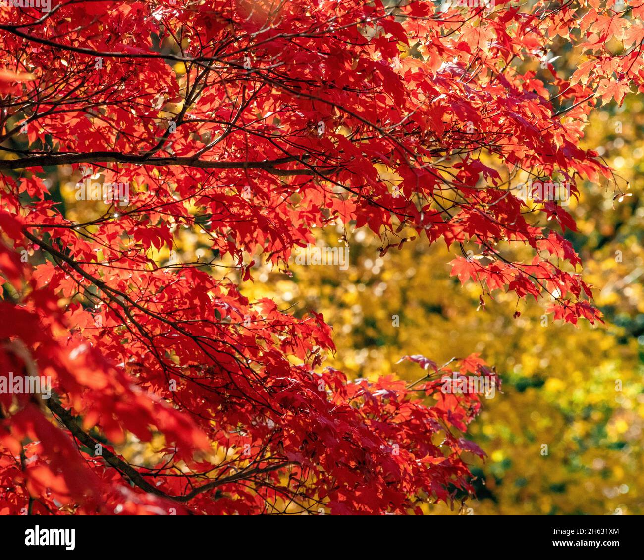 Fall Leaves on maple trees and bushes reach their autumnal peak near ...
