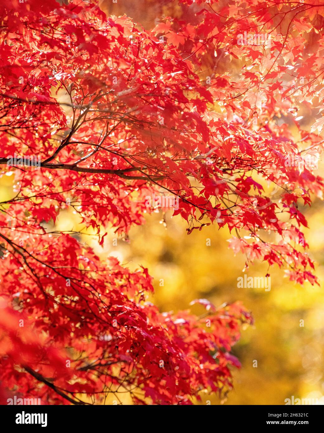 Fall Leaves on maple trees and bushes reach their autumnal peak near ...