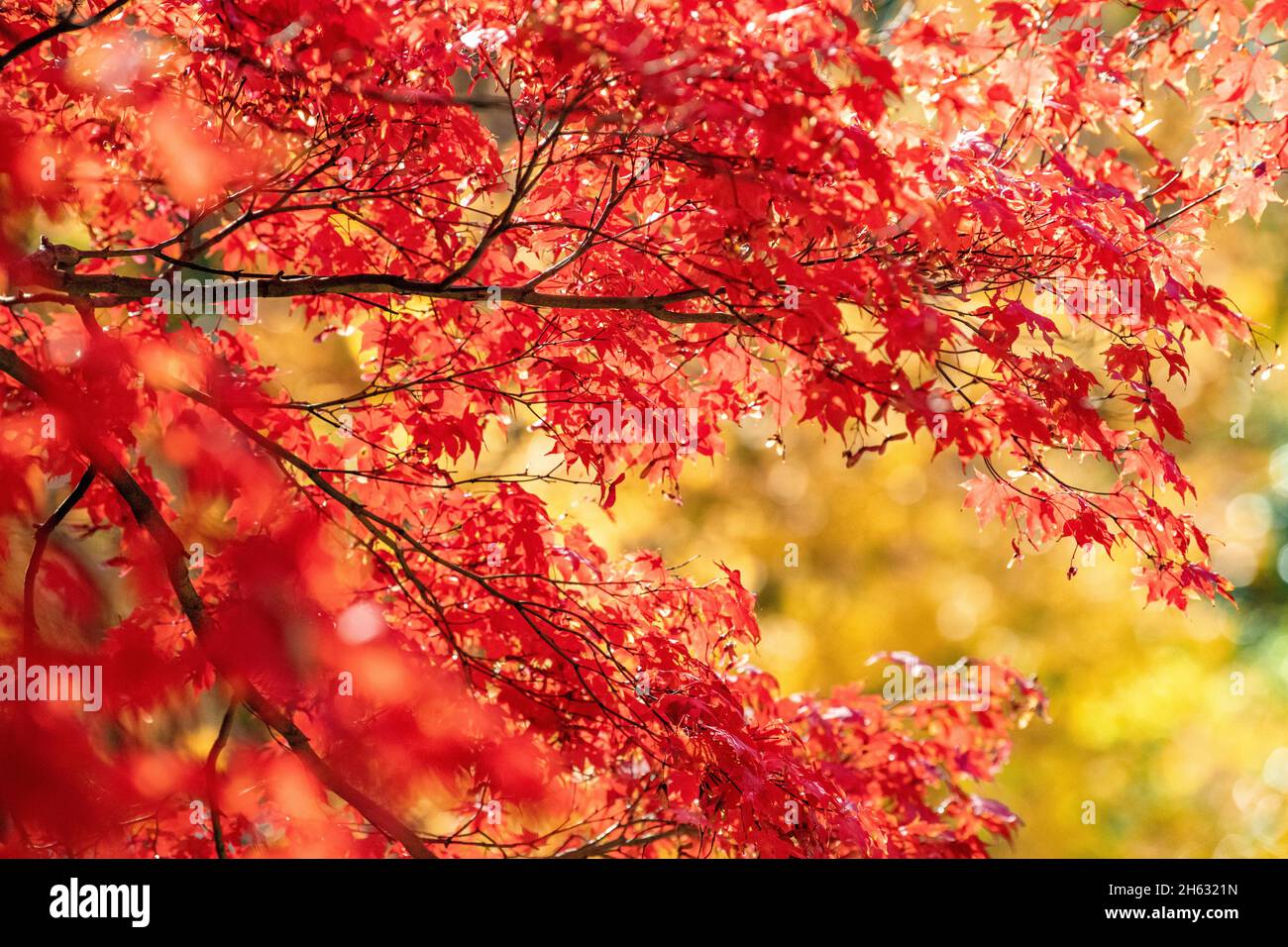 Fall Leaves on maple trees and bushes reach their autumnal peak near ...