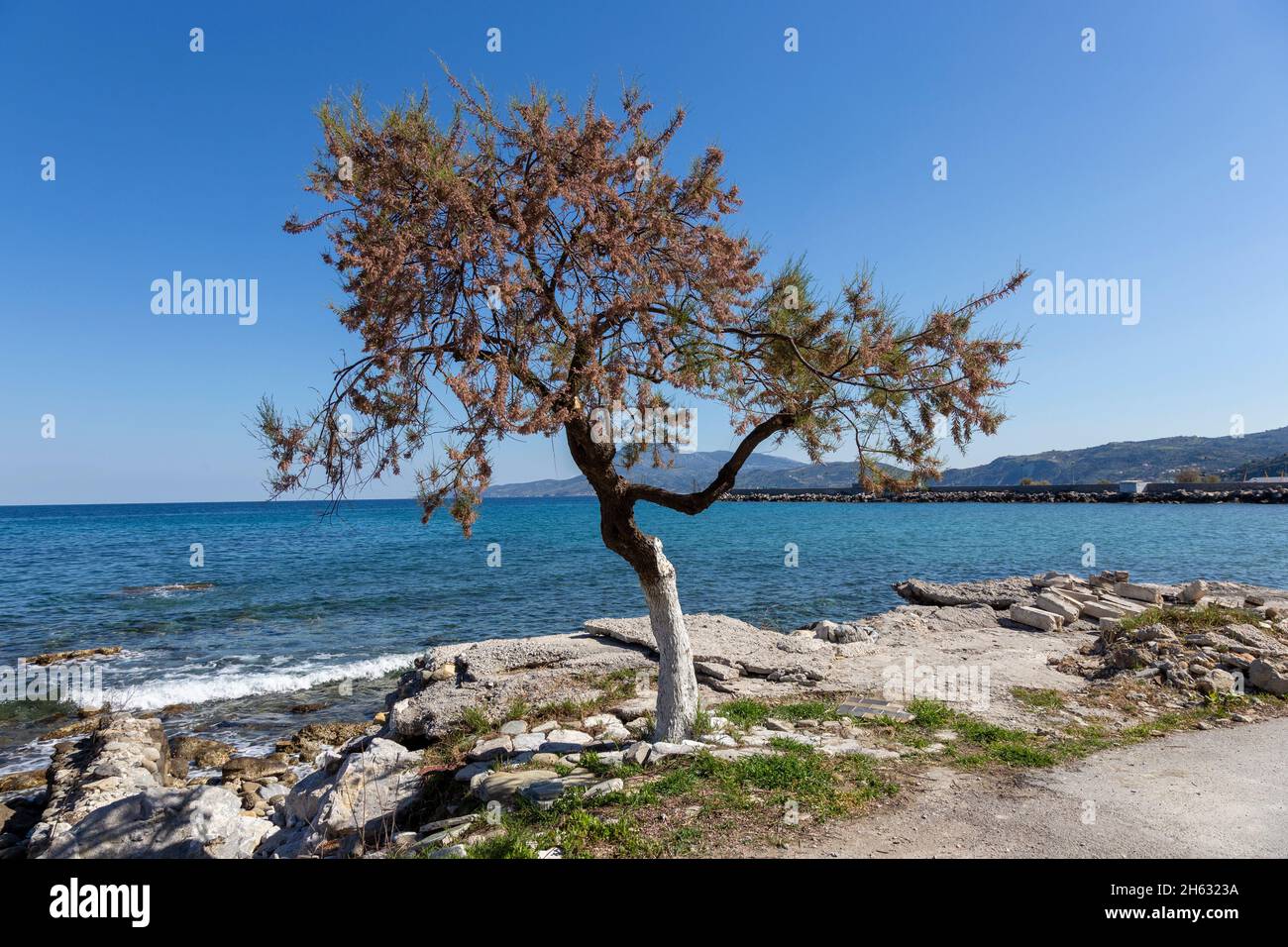 a tree in front of the ocean Stock Photo - Alamy