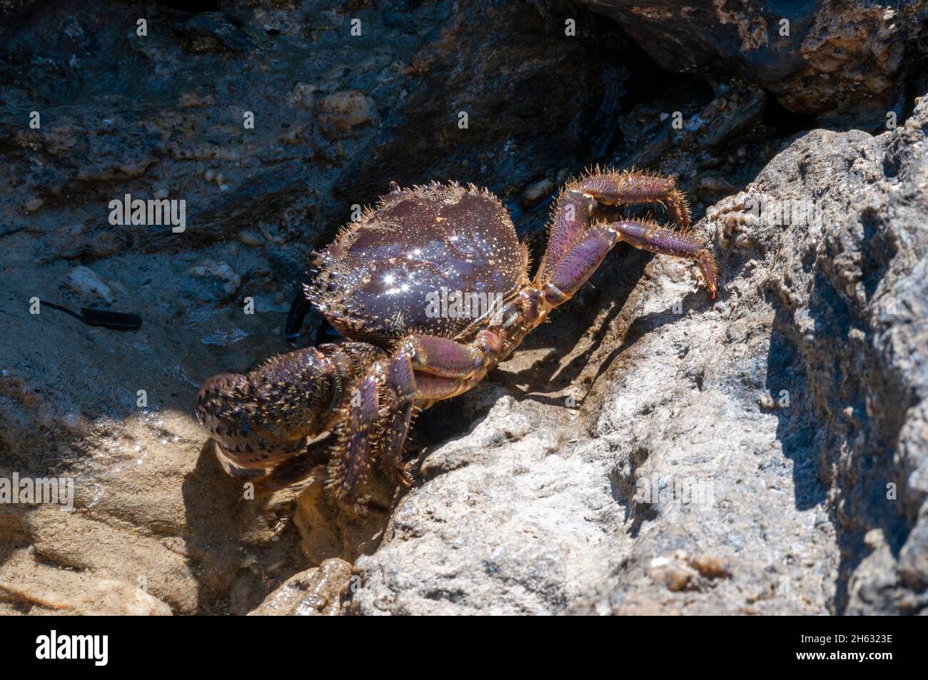 Crab on rock hi-res stock photography and images - Alamy