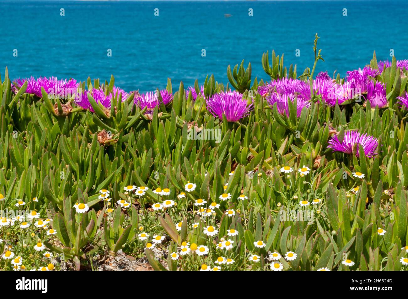 pink flowers at the beach Stock Photo - Alamy
