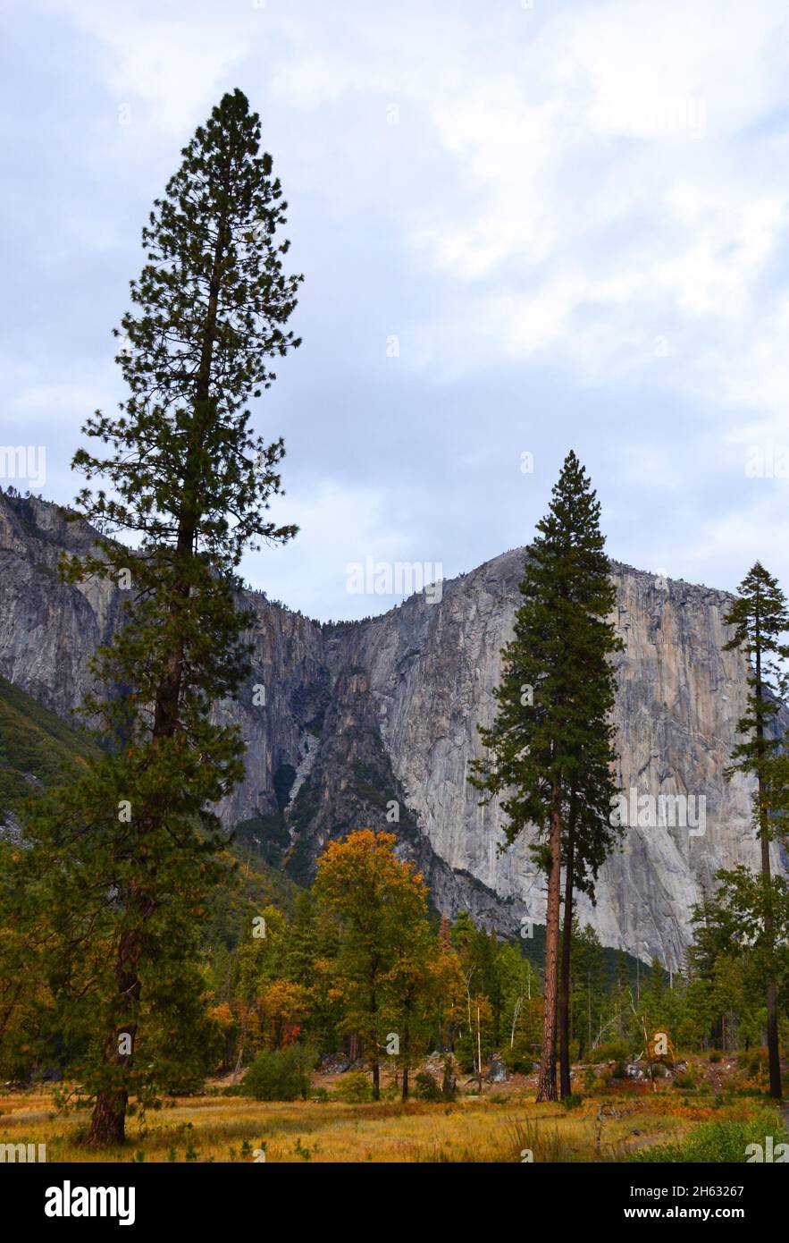 Yosemite National Park's mountains and forests Stock Photo - Alamy