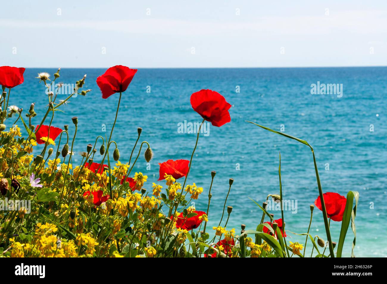 yellow and red flowers in front of the ocean Stock Photo - Alamy