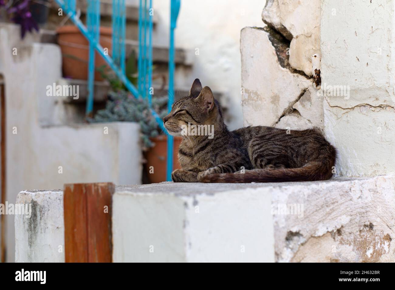 Crete cats hi-res stock photography and images - Alamy