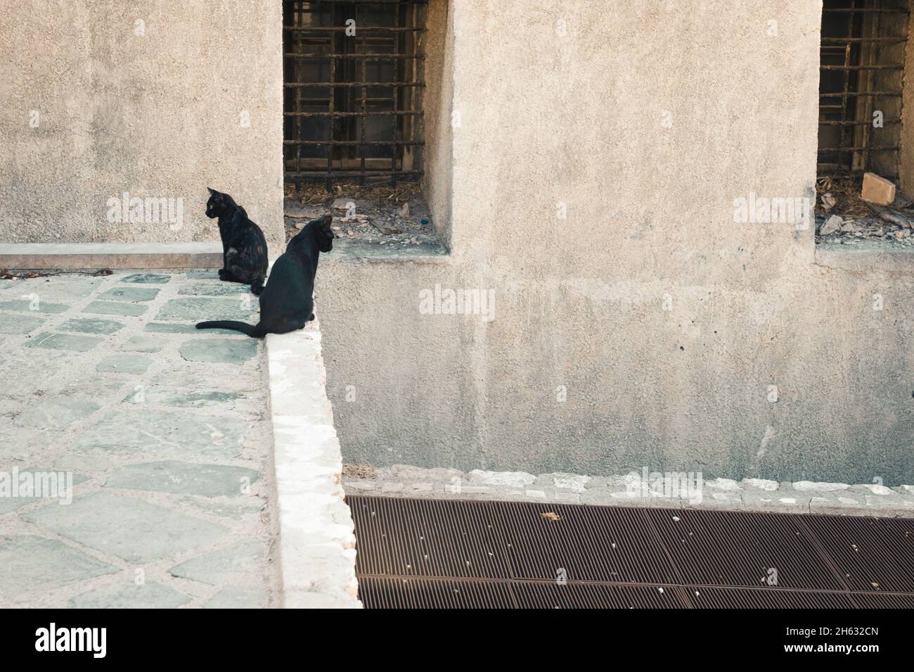 cats having fun Stock Photo - Alamy
