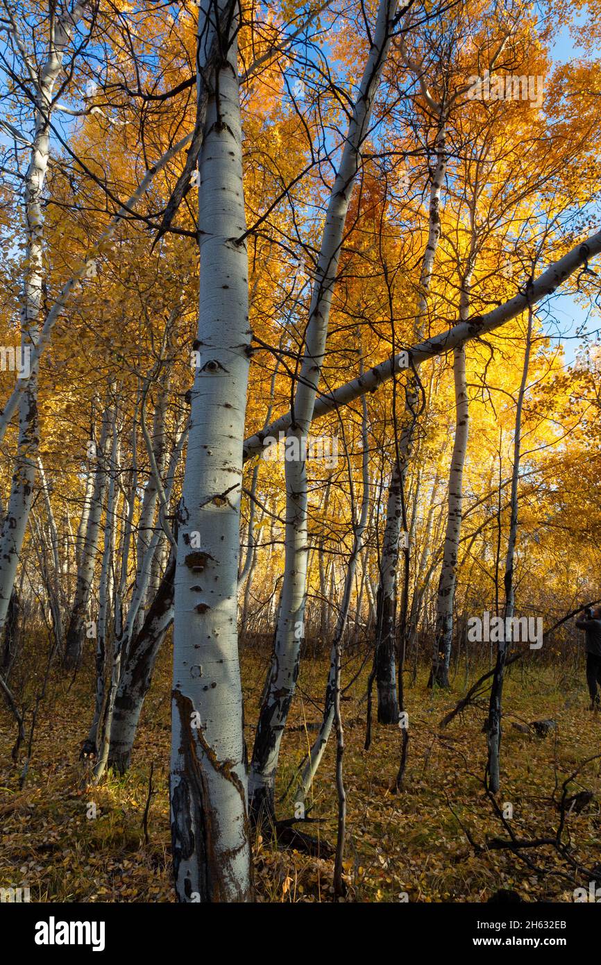 Large aspen tree trunks rising into a canopy of golden fall leaves ...