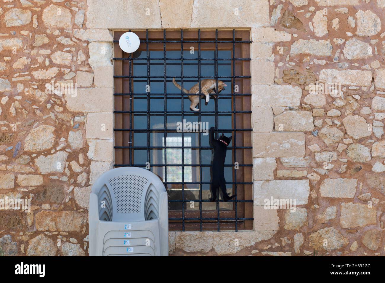 cats having fun Stock Photo - Alamy