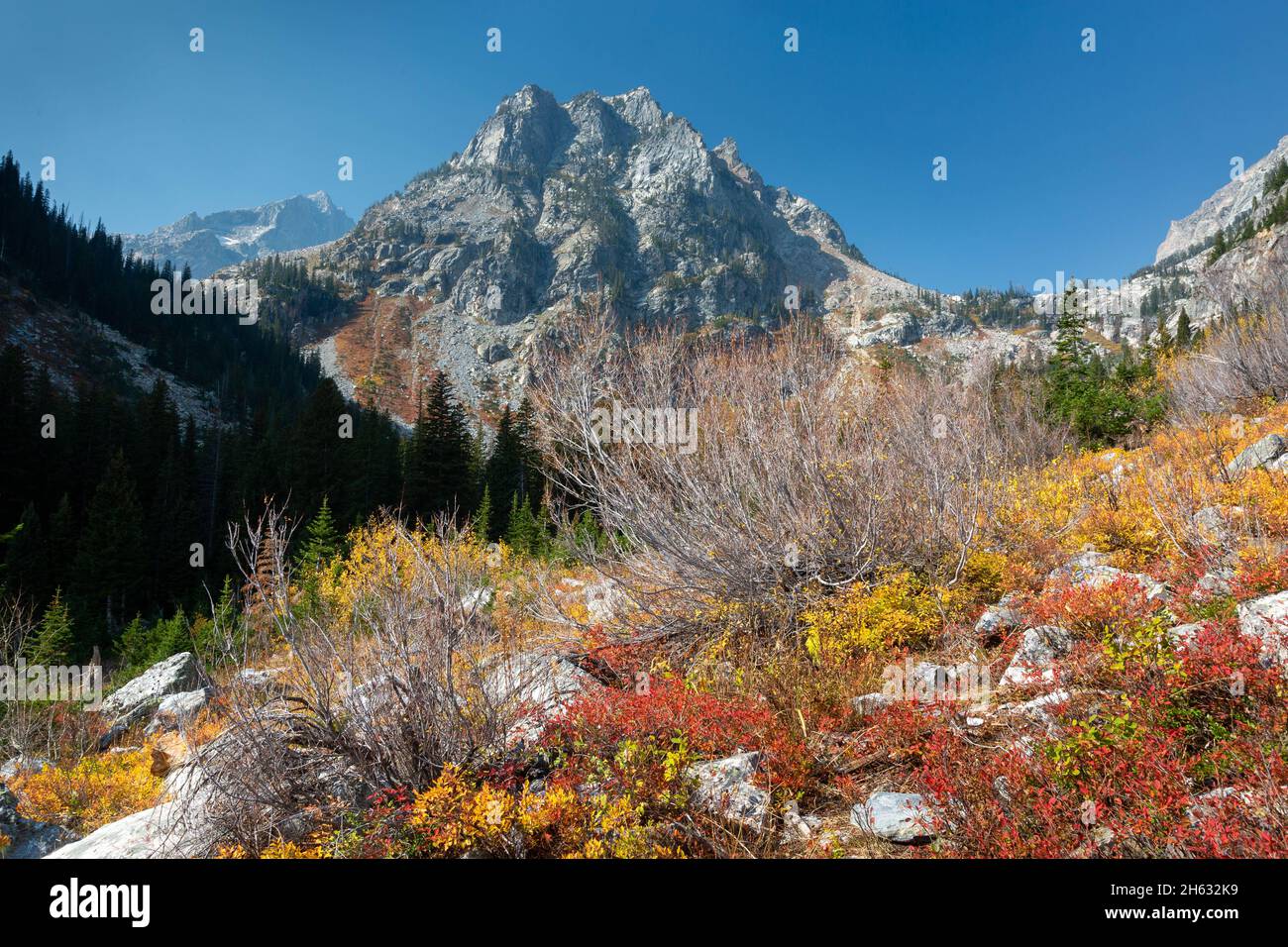 Fall foliage on various ground vegetation lining the canyon walls of ...
