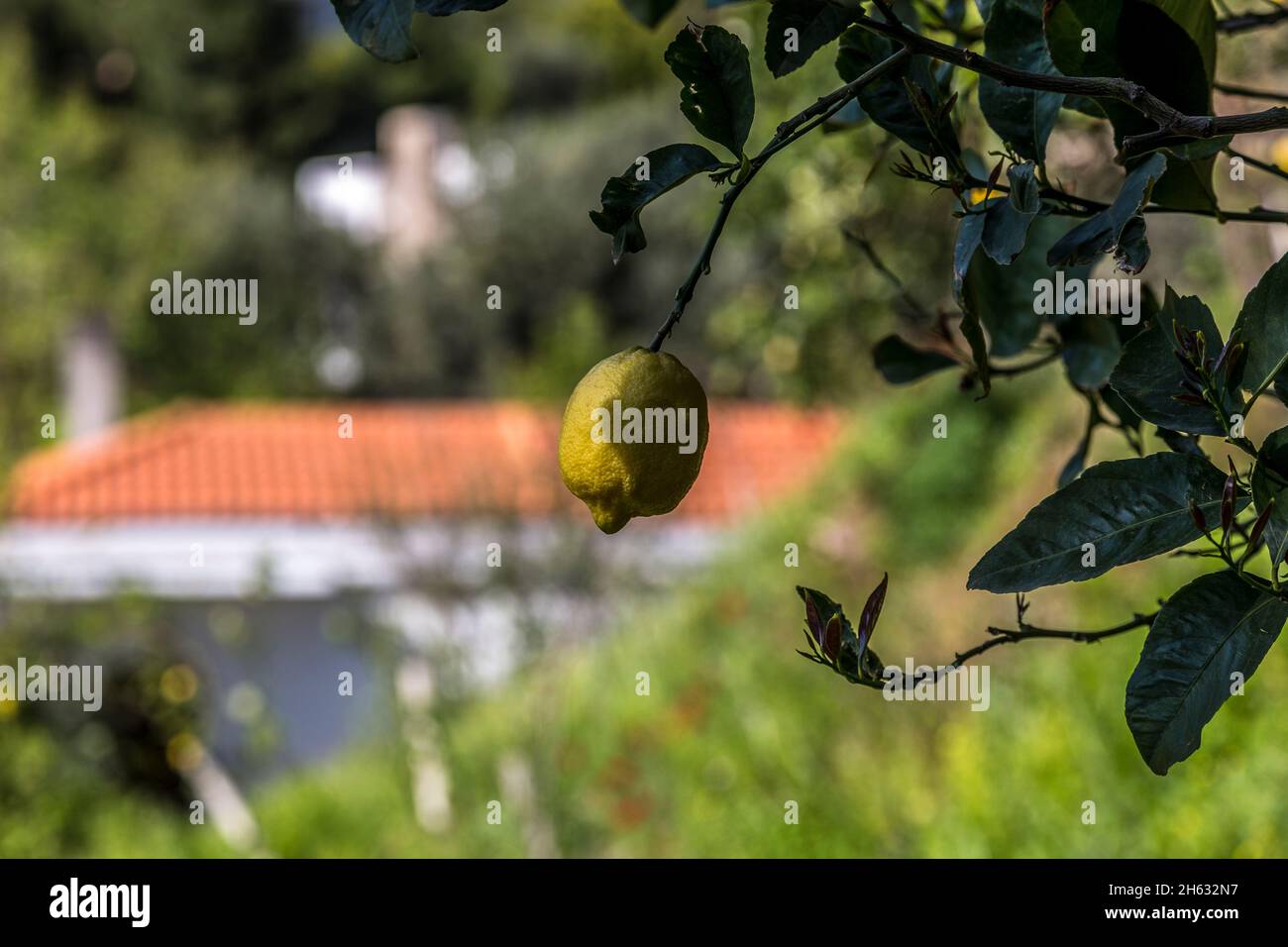 Citrus near the ocean hi-res stock photography and images - Alamy