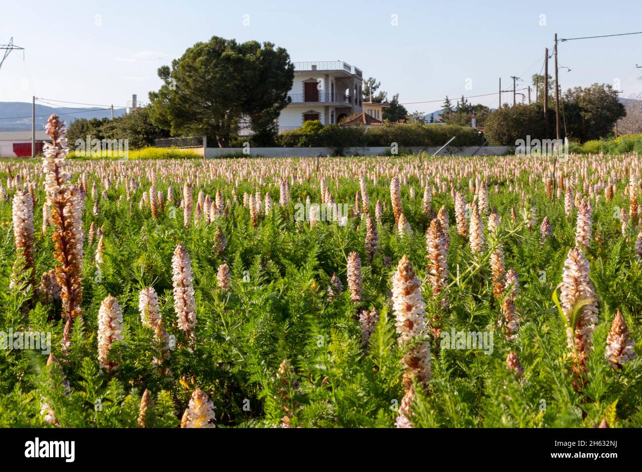 fields of joy Stock Photo - Alamy