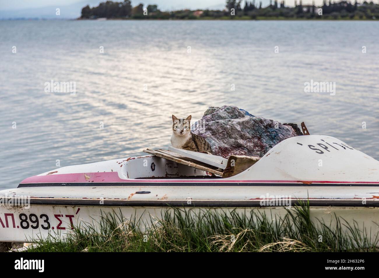 cat in a boat Stock Photo - Alamy
