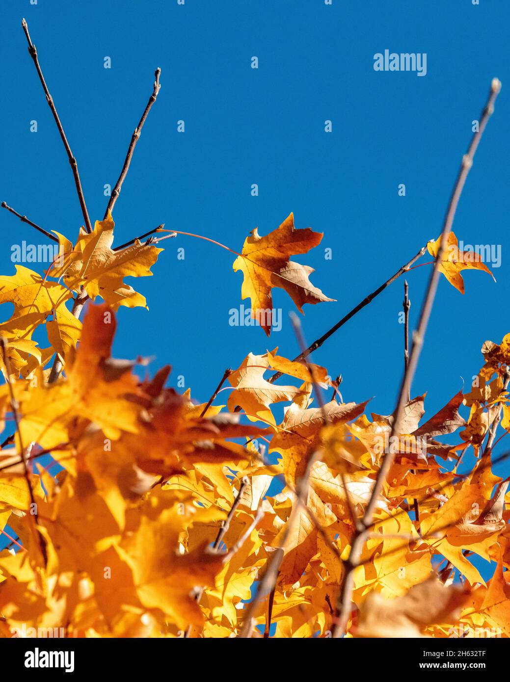Fall Leaves on sugar maple tree - Acer Saccharun leaf reaches its ...