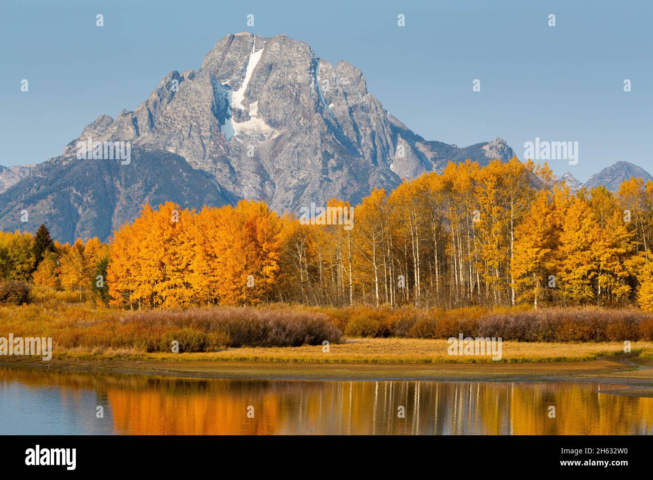 Mount Moran Rising Above Autumn Aspen Trees Lining The Shores Of Oxbow