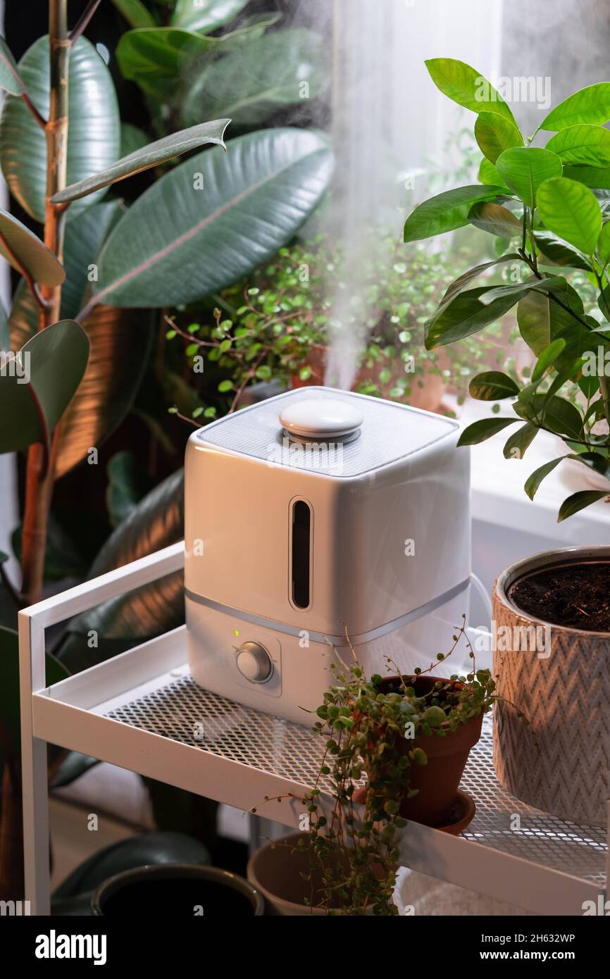 Steam from humidifier, moistens dry air surrounded by indoor ...