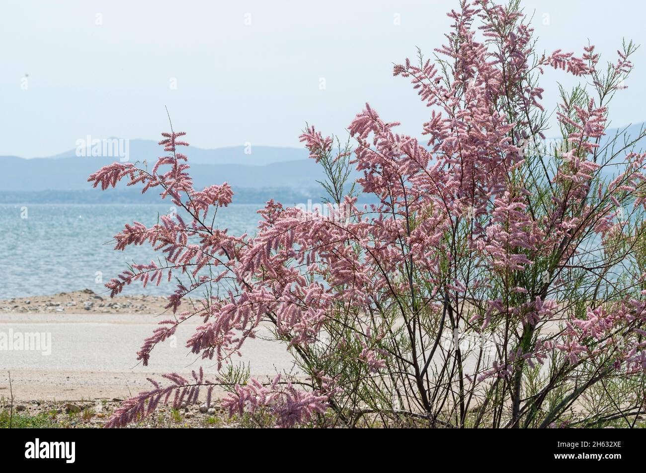 Pink flowers by ocean hi-res stock photography and images - Alamy
