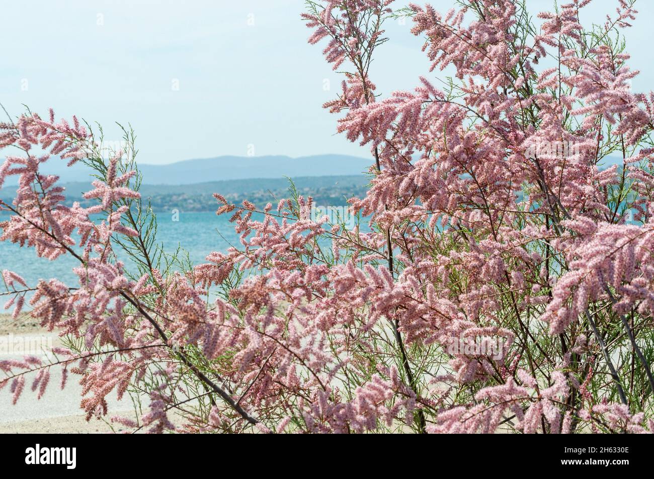 pink flowers in front of the ocean Stock Photo - Alamy