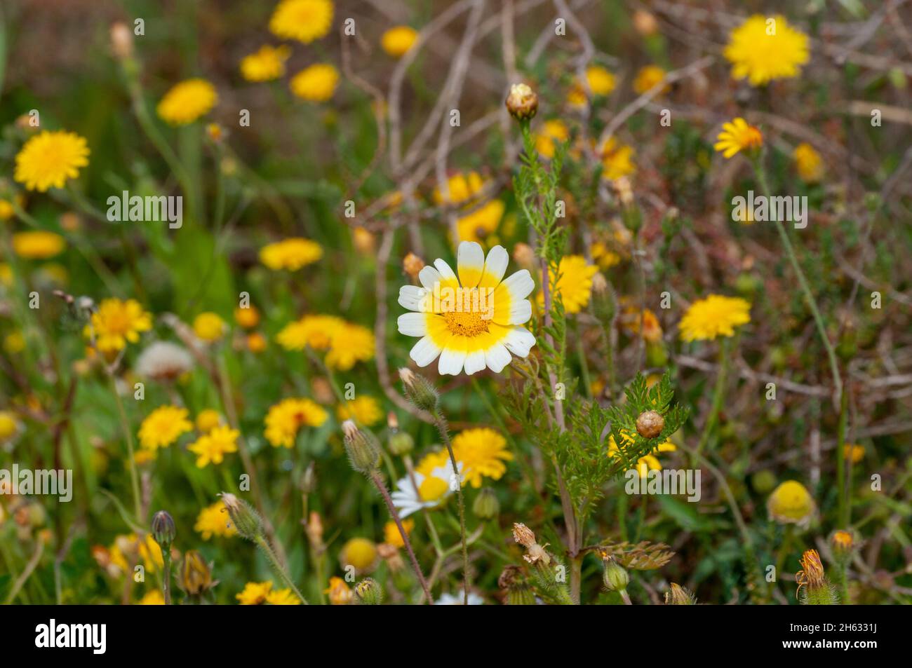 Yellow white hi-res stock photography and images - Alamy