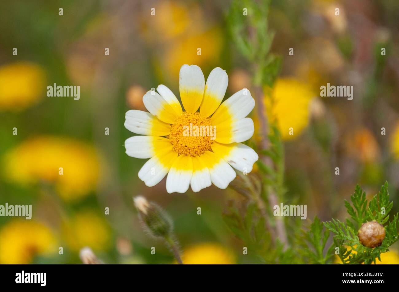 White yellow flower greece hi-res stock photography and images - Alamy