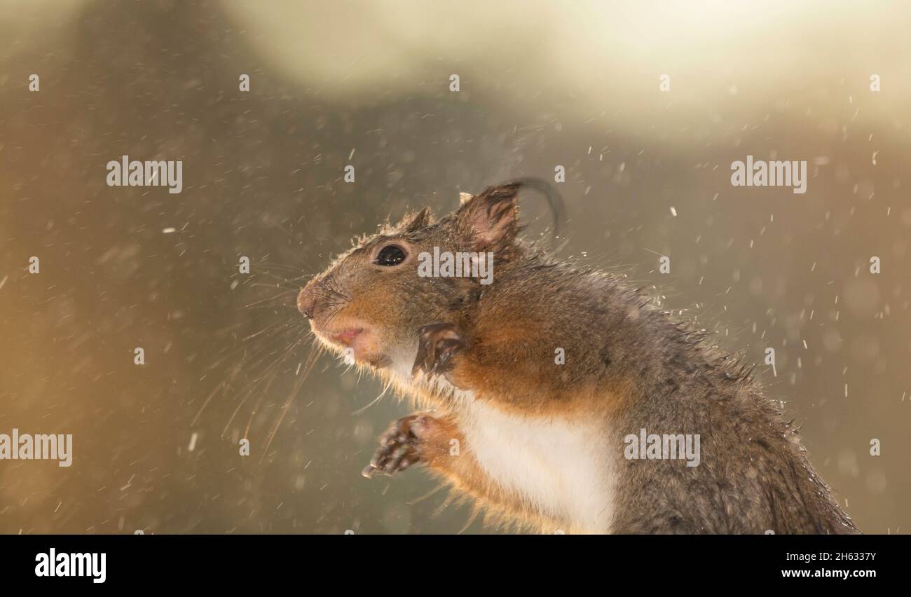 Red squirrel shaking out the water hi-res stock photography and images ...