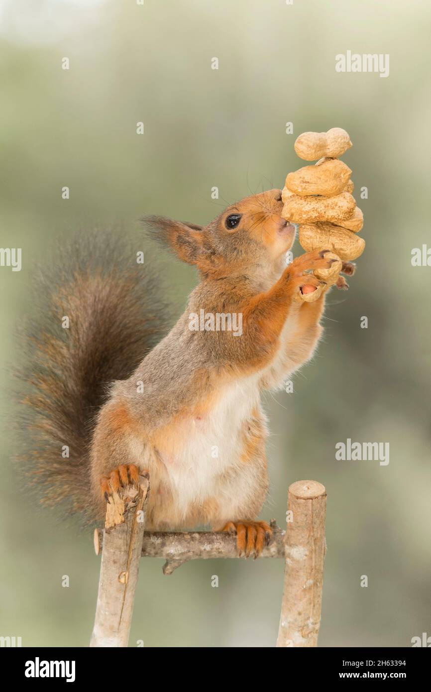 Squirrel climbing stairs hi-res stock photography and images - Alamy
