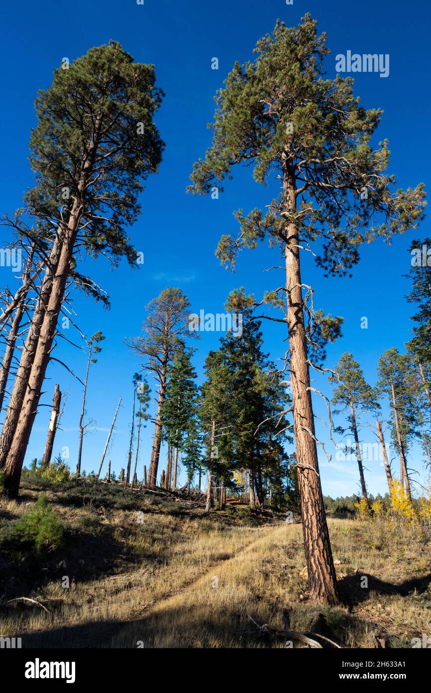 Old ponderosa pine trees rising high above the Arizona Trail on the ...