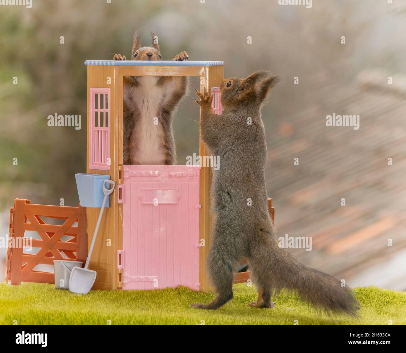 Red squirrels with a horse hi-res stock photography and images - Alamy