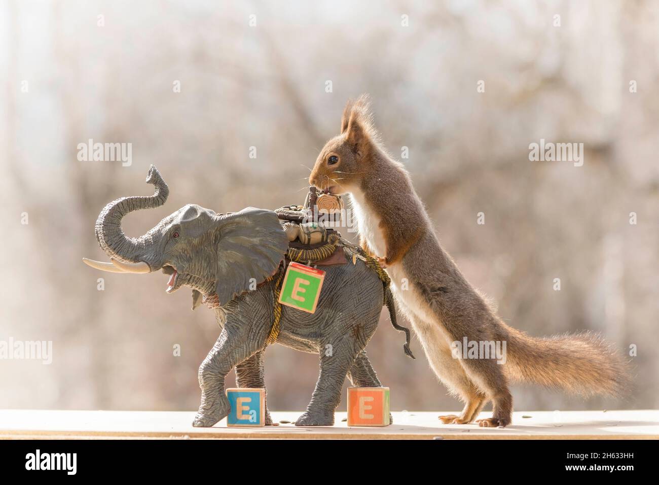 Elephant word hi-res stock photography and images - Alamy