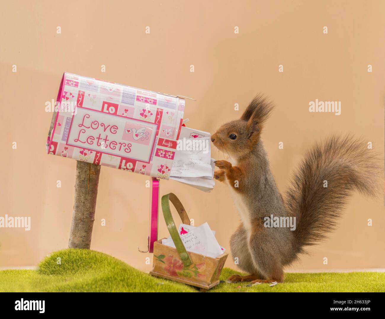 Close Up Red Squirrel Hands High Resolution Stock Photography and ...