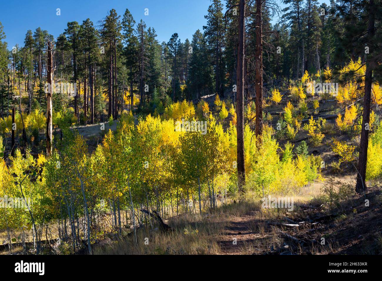 The Arizona Trail winding through a forest of ponderosa pine and autumn ...