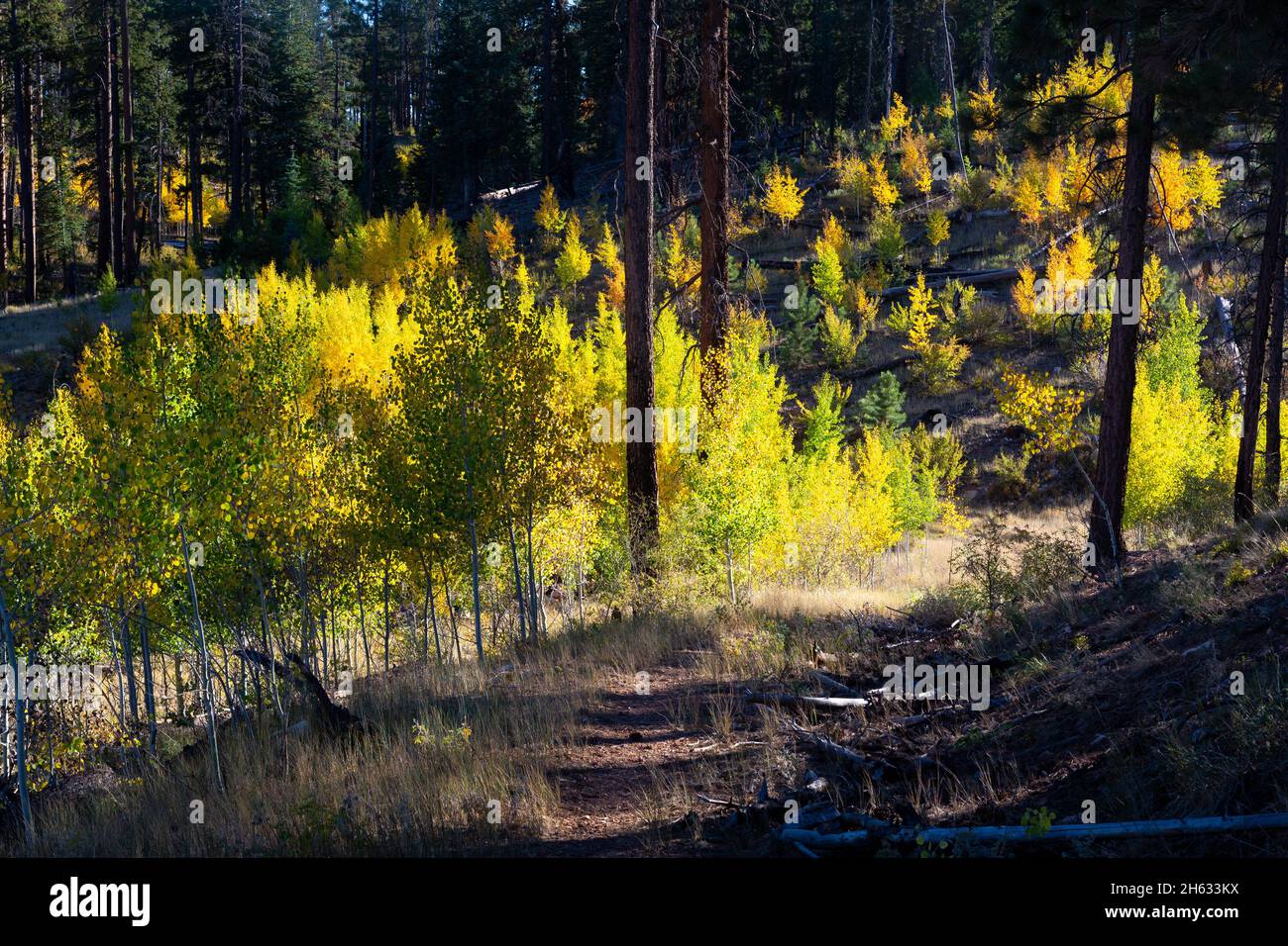 Fall aspen trees illuminated with sunlight growing below tall ponderosa ...
