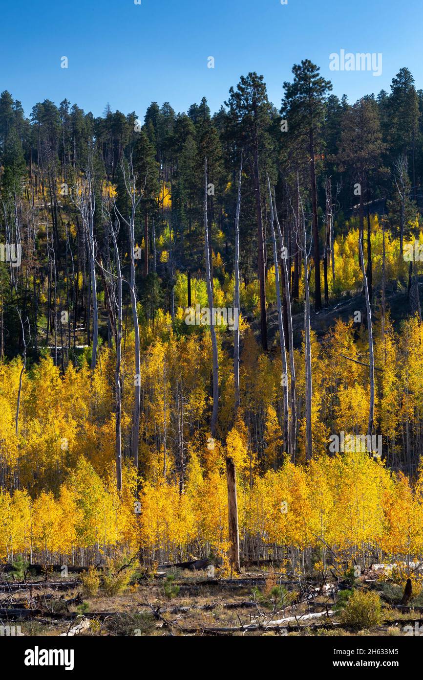 Golden aspen trees during the fall season growing below tall ponderosa ...
