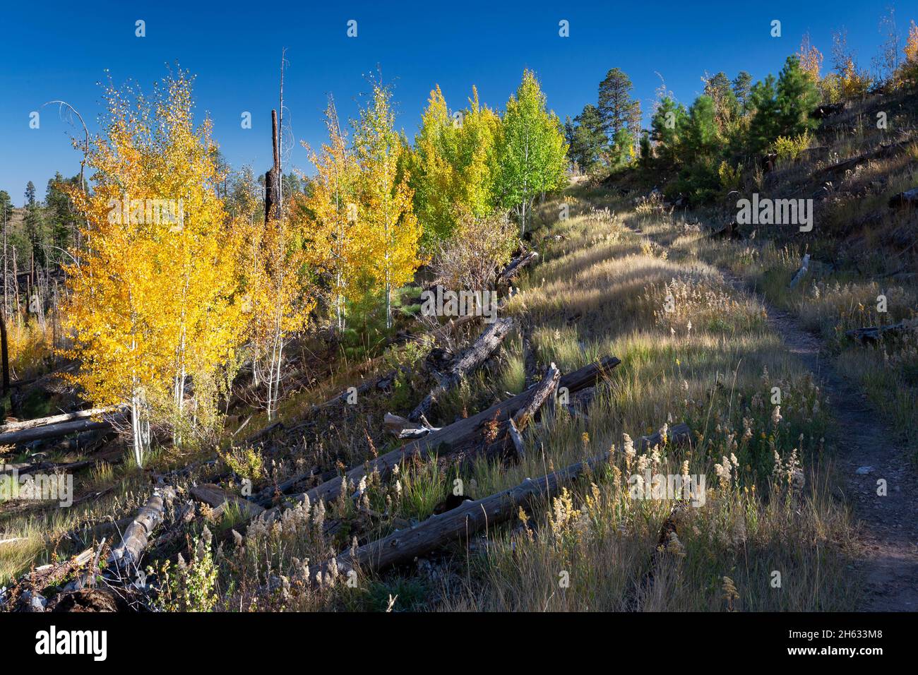 Young aspen trees changing for the fall season along the Arizona Trail ...