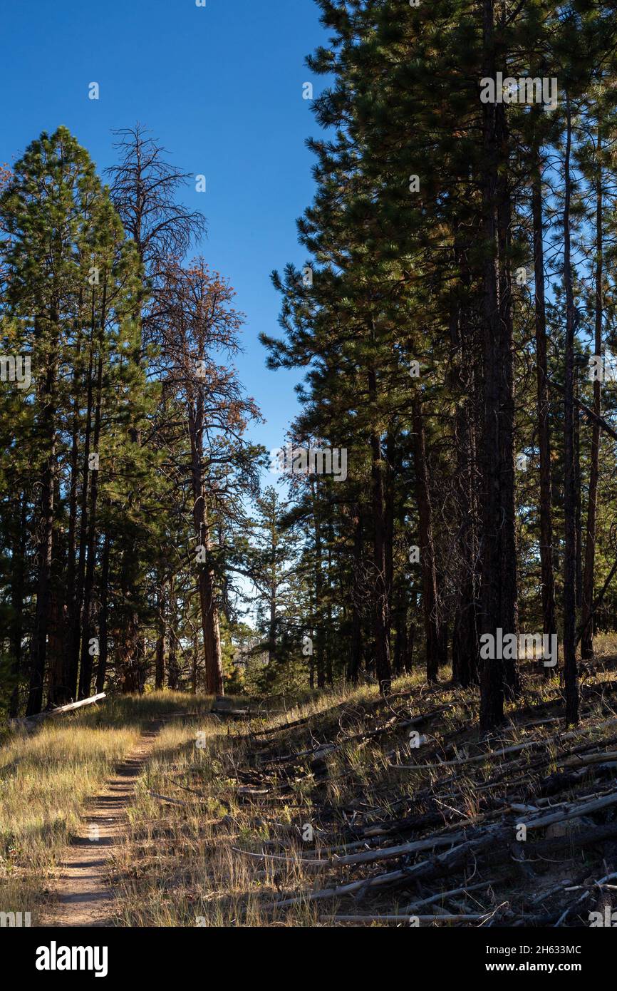The Arizona Trail winding through a forest of tall ponderosa pine trees ...
