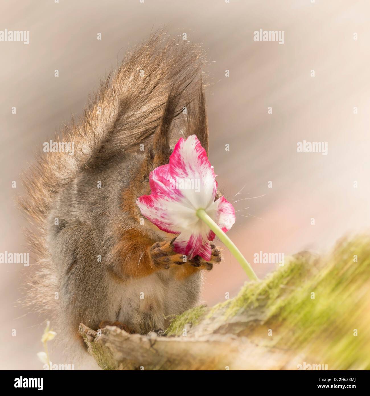 The squirrel is smelling the flower hi-res stock photography and images ...