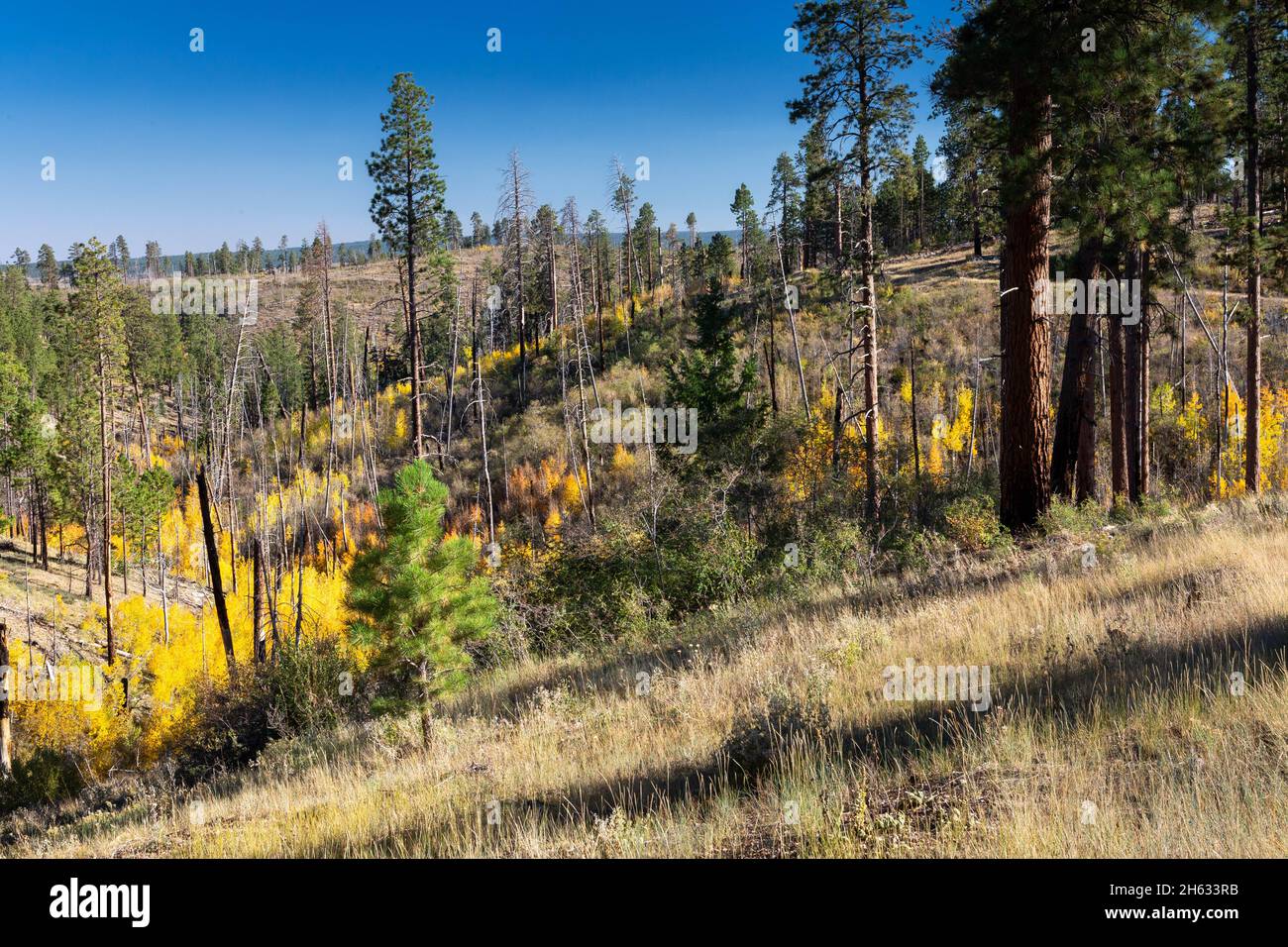 Young autumn aspen trees growing on the hillside below the Arizona ...