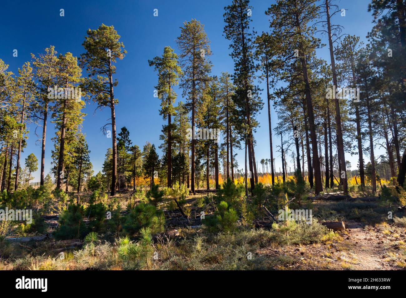The Arizona Trail nearing a burn area beyond tall ponderosa pine trees ...