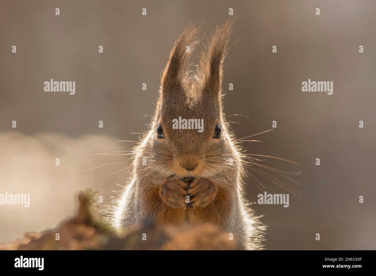 Animal looking back hi-res stock photography and images - Alamy